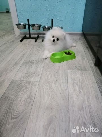 Меховые пумпончики