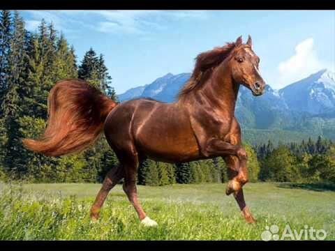 Постой лошадей