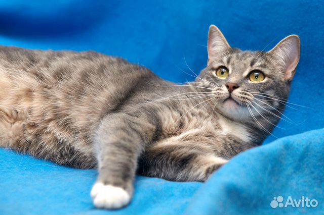 Котик в добрые руки