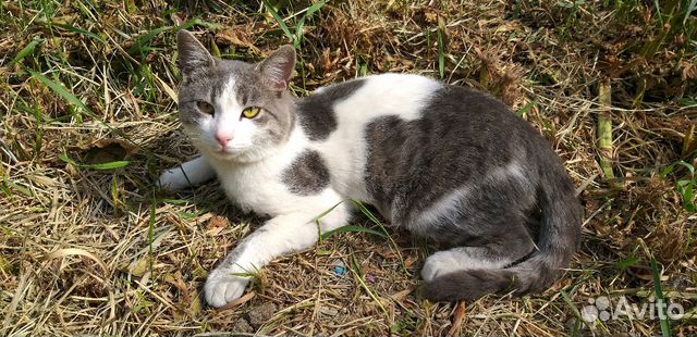 Кот/котёнок по прозвищу Пряник