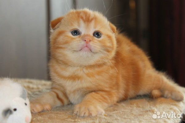 Клубные шотландские котята