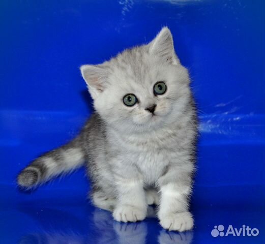 Британская кошечка