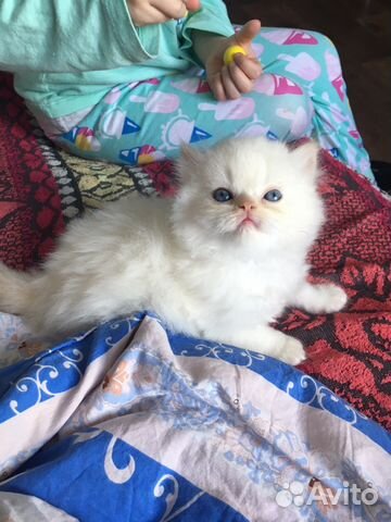 Котята