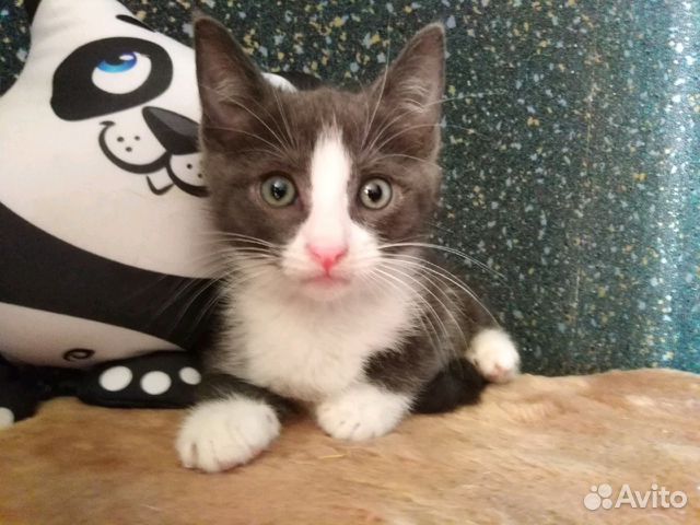 Маленький котик Кузя ищет мам и пап