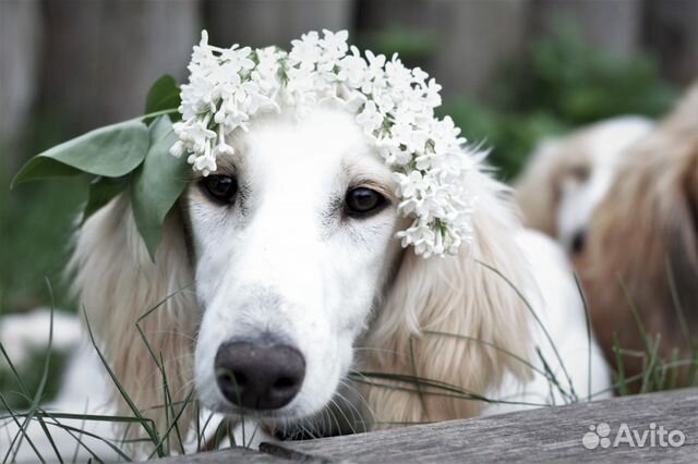 Щенки Салюки (Персидская борзая)