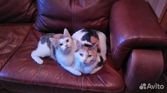 Стерилиз.кошечек-трехцв.счастье-в семьи по одной