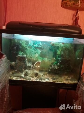 Аквариум вместе с оборудованием и рыбками