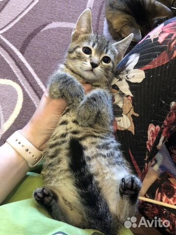 Котенок мальчик 2 мес