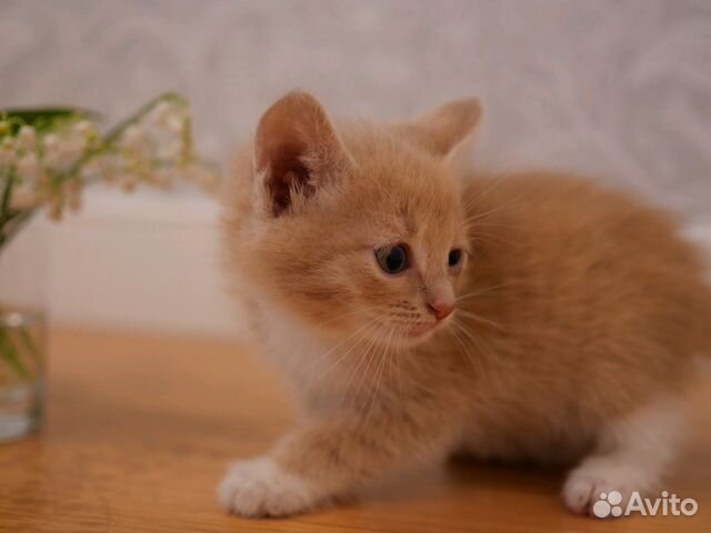 Чудесный Коржик ищет дом