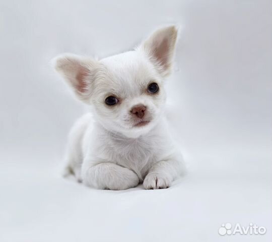 Очаровательный мальчуган