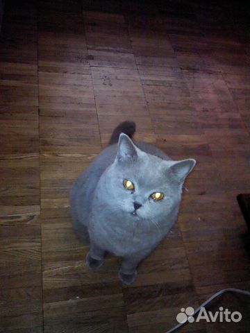 Отдам в добрые руки