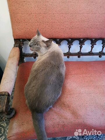 Кот сиамский тайский жирный