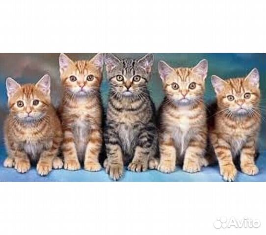 Кошки, котята на передержке