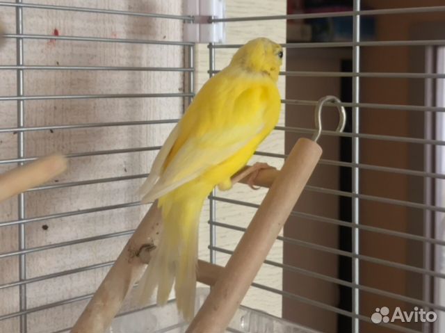 Канарейка самка