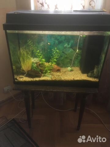 Аквариум 75 литров, с парчовым сомом, бесплатно