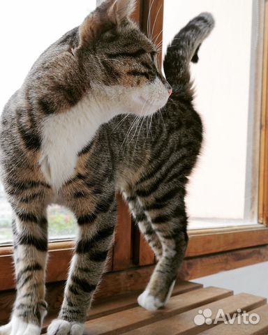 Котик ищет заботливых хозяев