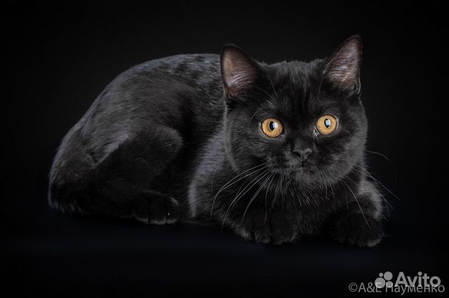 Черная британская пантера