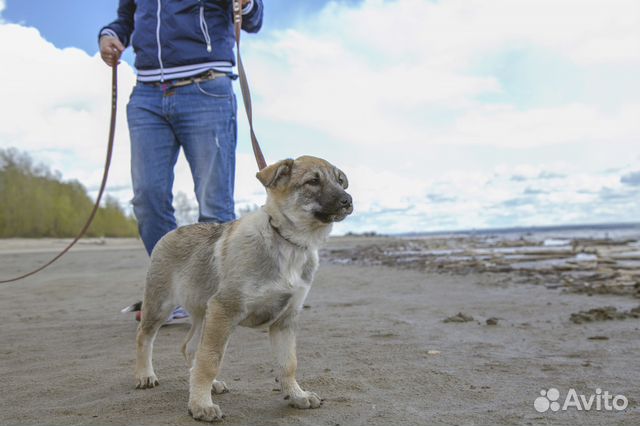 Щенок Ириска 1,5 мес. Привезу бесплатно
