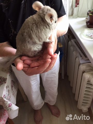 Шиншилленок мальчик