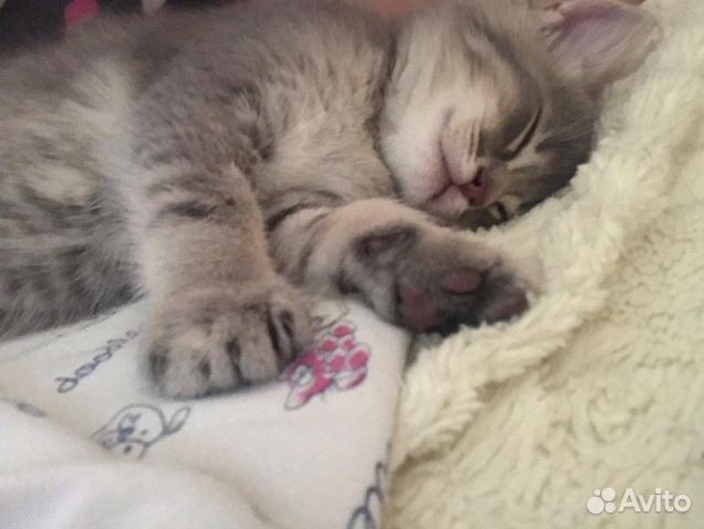 Британский котёнок