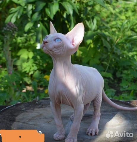 Канадский сфинкс