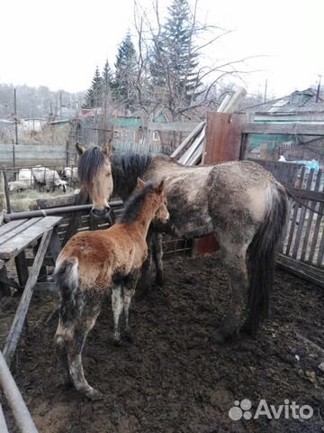 Кобыла с жеребенком
