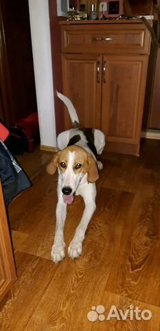 Отдам в добрые руки собаку породы русская пегая го