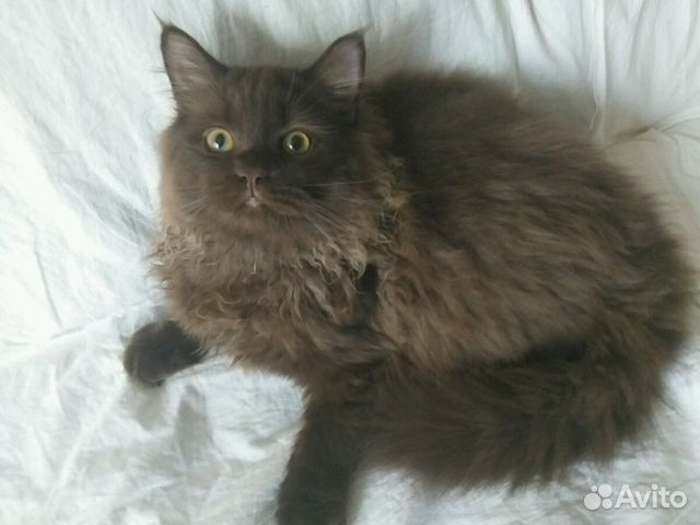 Шотландский котик с гривой льва