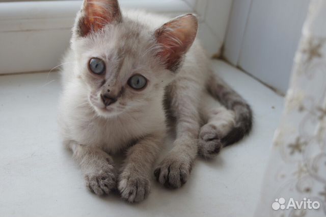 Котёнок помесь с тайской в добрые руки