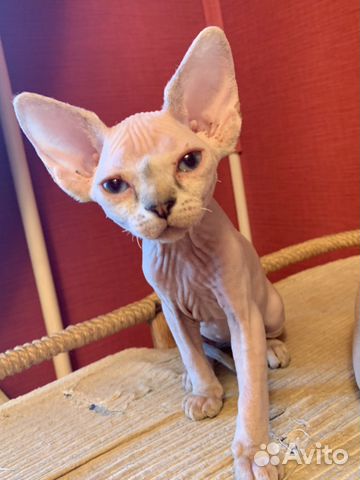 Котята сфинкс