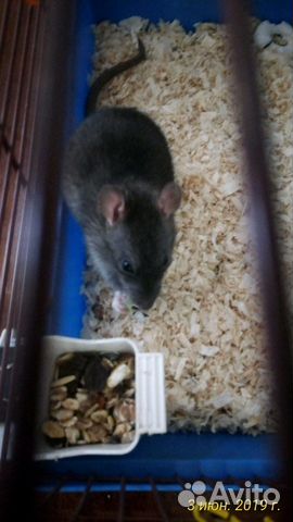 Крыска декоративная в дар