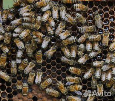 Пчела Карпатка