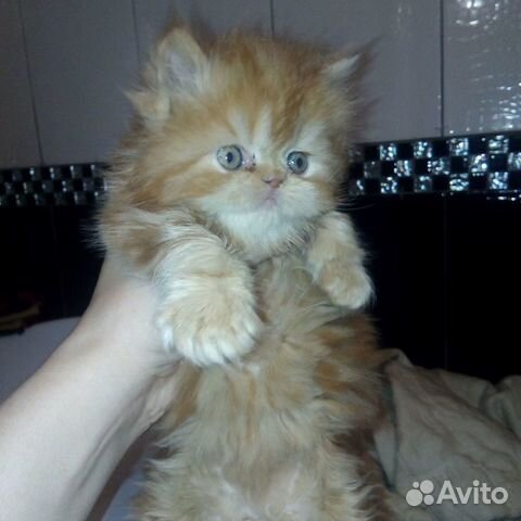 Шикарные пушистики