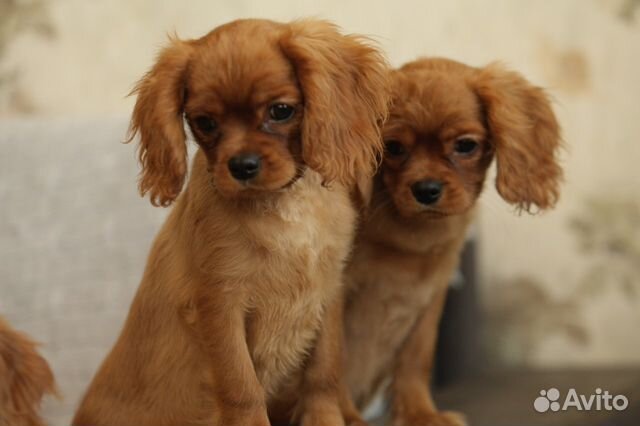 Спаниельки. Кавалер кинг чарльз. рубиновые щенки