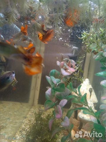 Рыбы- гупики