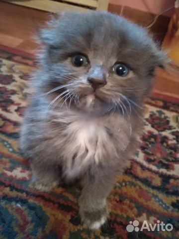 Котята 1мес и 10 дней