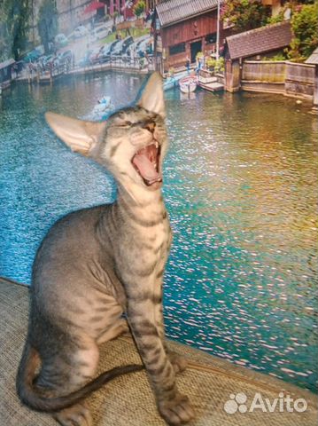 Породистый котёнок донских сфинксов