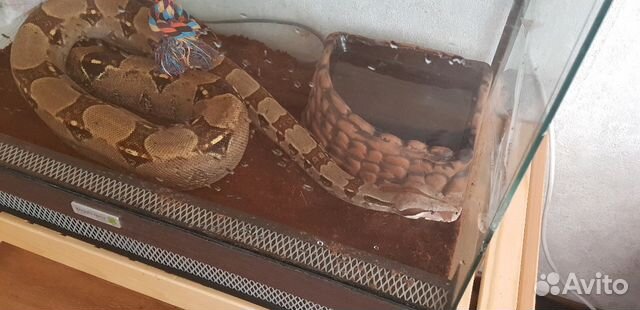 Змея - удав - boa constrictor