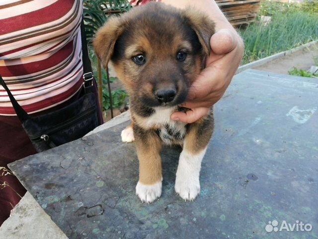 Щенок мальчик 2 месяца