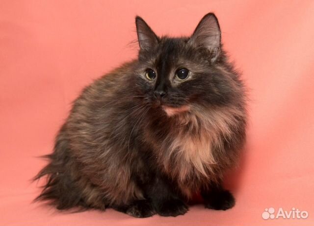 Кошечка Вишенка в добрые руки