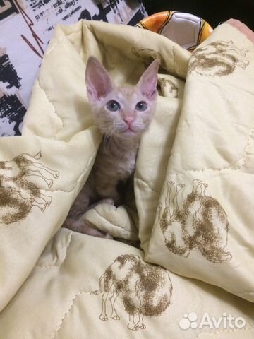 Котёнок канадский сфинкс браш