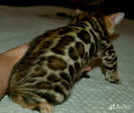 Малыши бенгалята