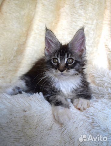 Котик мейн кун