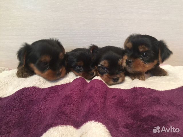 Продам щенков Йорки 3 мальчика и девочка