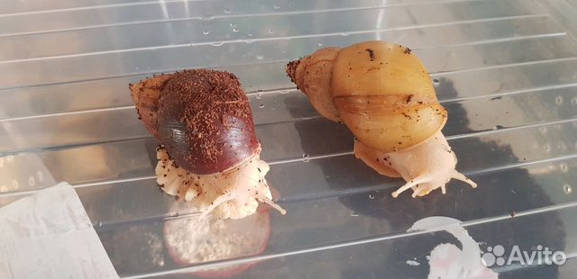 Пара улиток