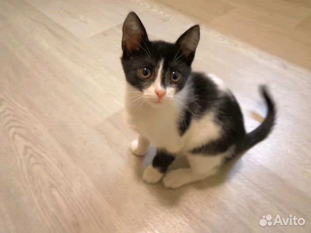 Котенок