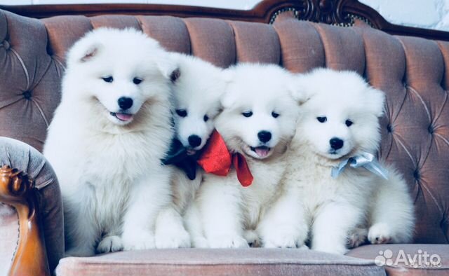 Щенок самоеда