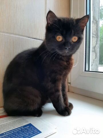 Котёнок метис