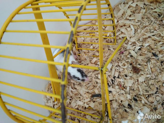 Мышь декоративная