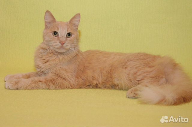 Кот Лис